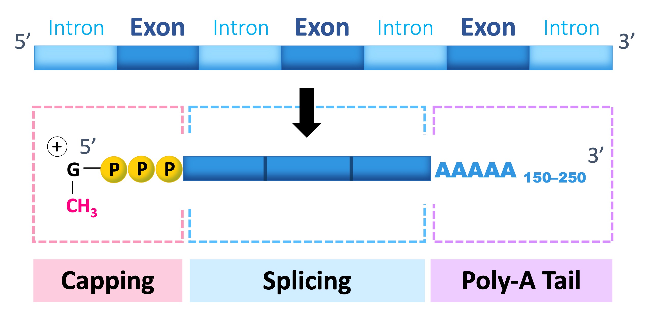 RNA Processing RNA Processing